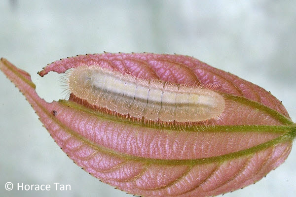 ButterflyCircle Checklist