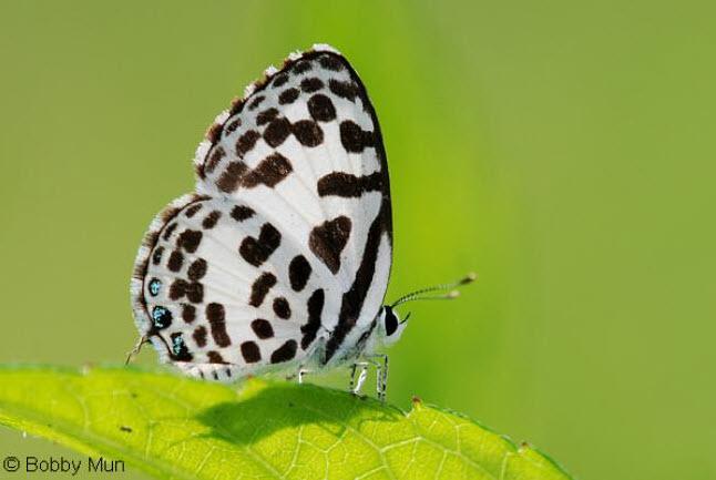 ButterflyCircle Checklist