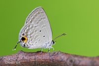 ButterflyCircle Checklist