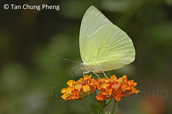 ButterflyCircle Checklist