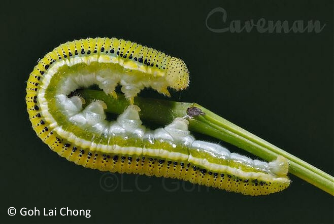 ButterflyCircle Checklist