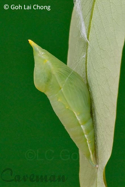 ButterflyCircle Checklist