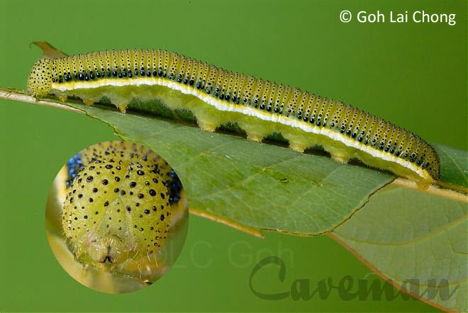 Mottled Emigrant Caterpillar | Project Noah