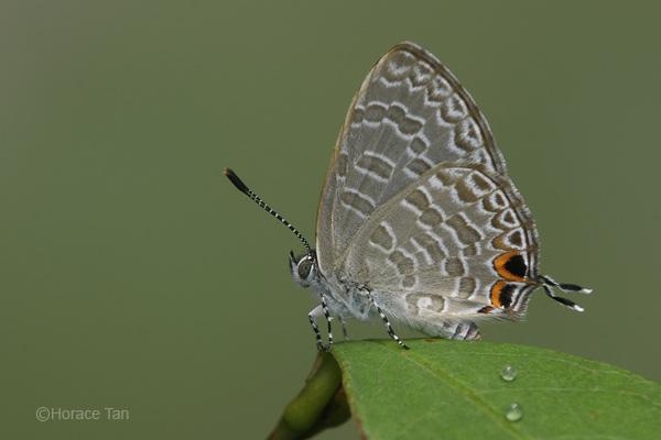 ButterflyCircle Checklist