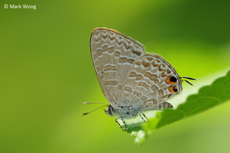 ButterflyCircle Checklist