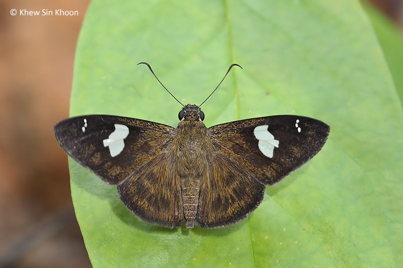 ButterflyCircle Checklist