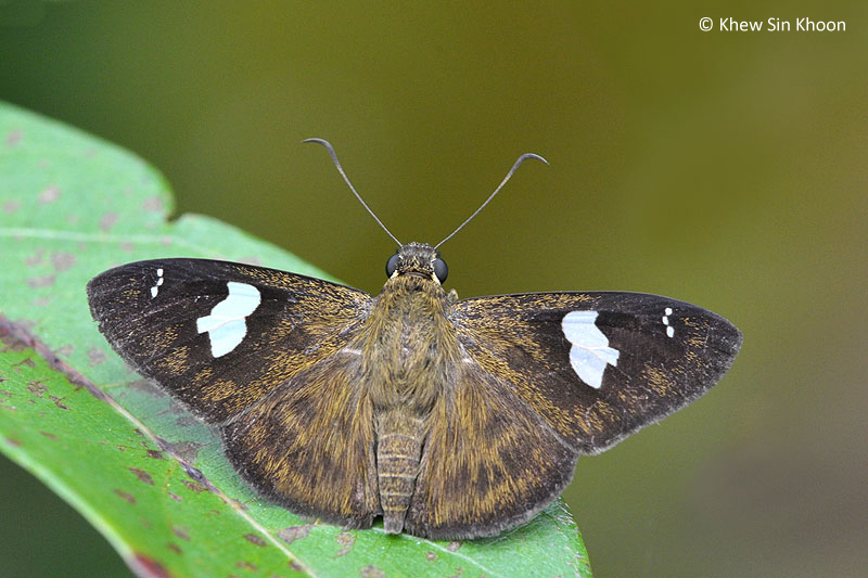 ButterflyCircle Checklist