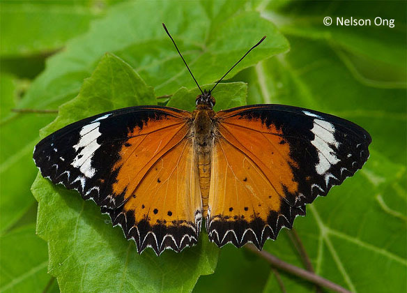 ButterflyCircle Checklist