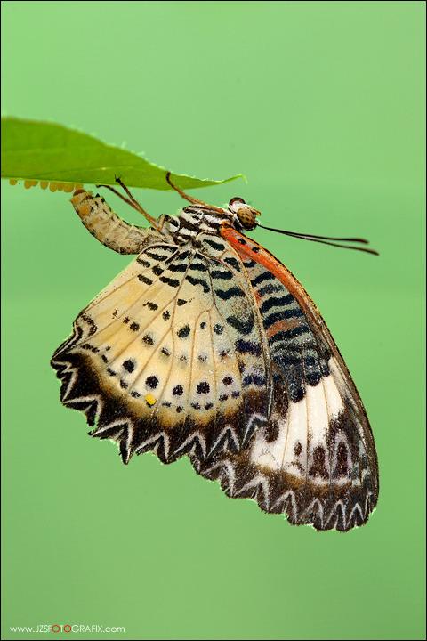 ButterflyCircle Checklist