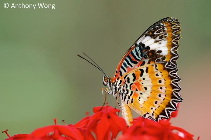 ButterflyCircle Checklist