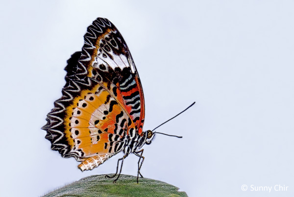 ButterflyCircle Checklist