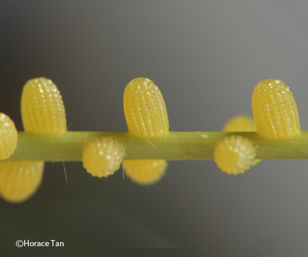 ButterflyCircle Checklist