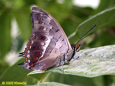 ButterflyCircle Checklist