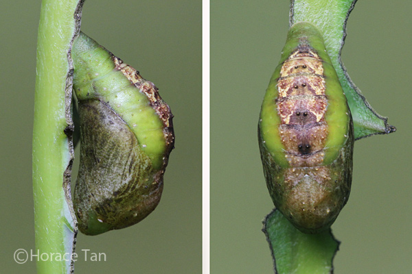 ButterflyCircle Checklist