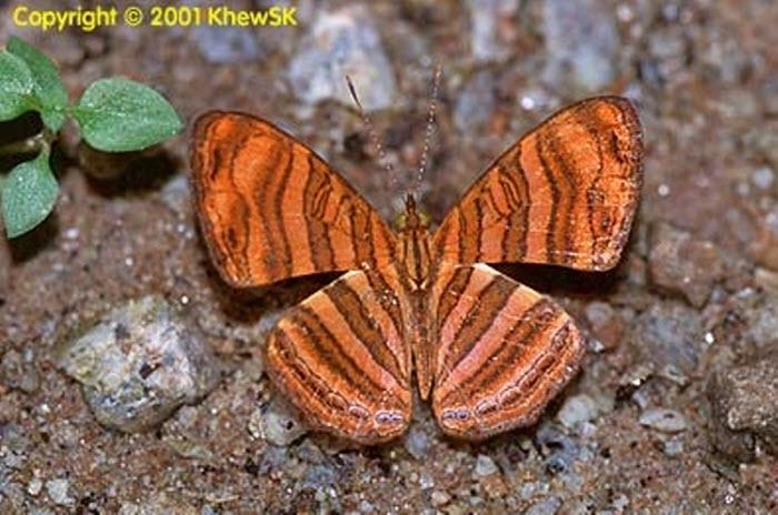 ButterflyCircle Checklist