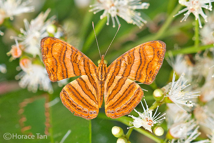 ButterflyCircle Checklist
