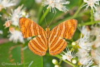 ButterflyCircle Checklist