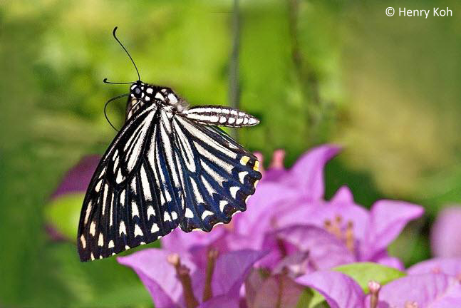 ButterflyCircle Checklist