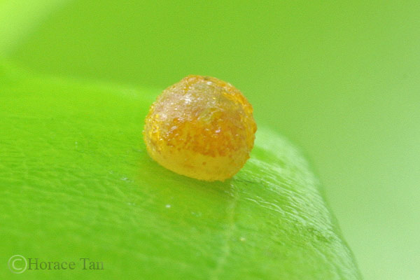 ButterflyCircle Checklist