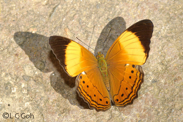 ButterflyCircle Checklist