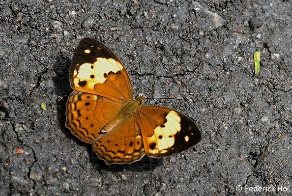 ButterflyCircle Checklist