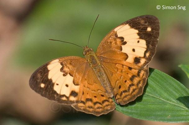 ButterflyCircle Checklist