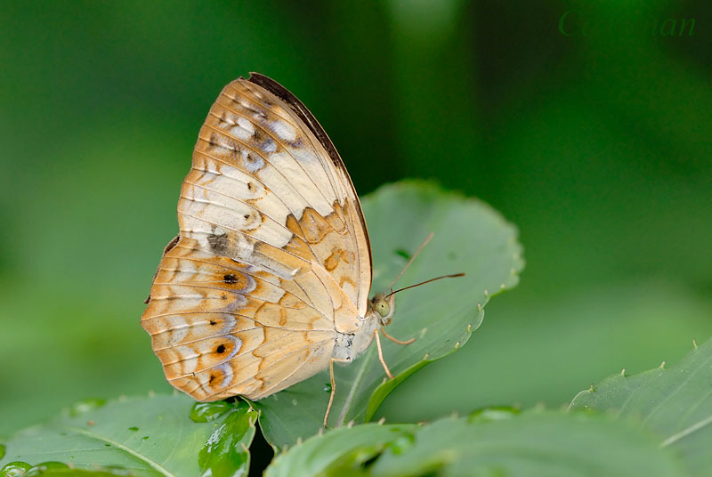 ButterflyCircle Checklist