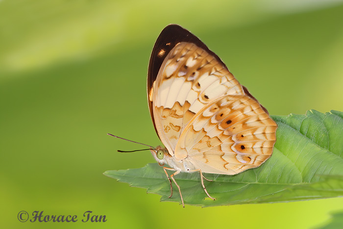 ButterflyCircle Checklist