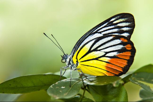 ButterflyCircle Checklist
