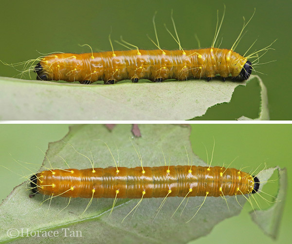 ButterflyCircle Checklist