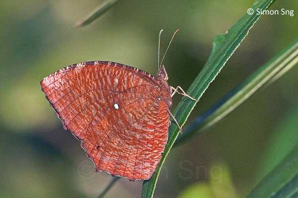 ButterflyCircle Checklist