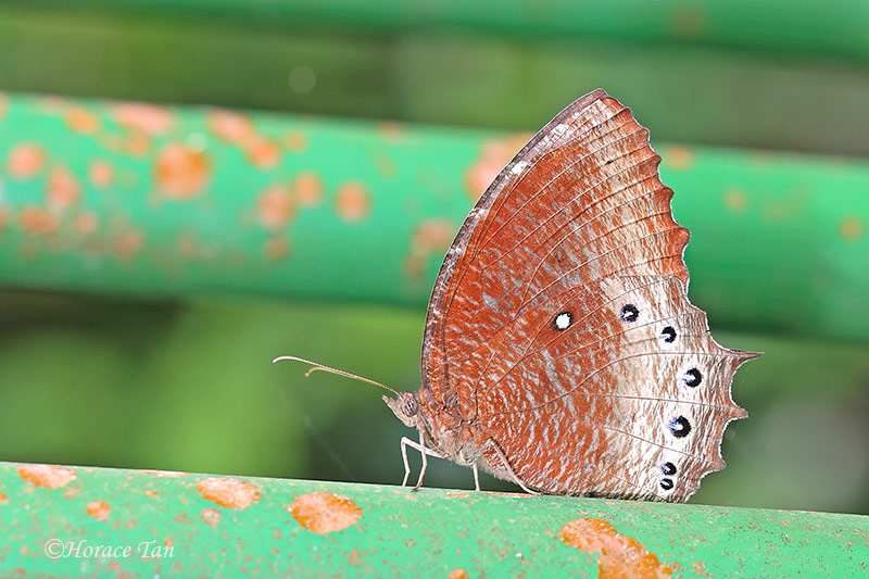 ButterflyCircle Checklist