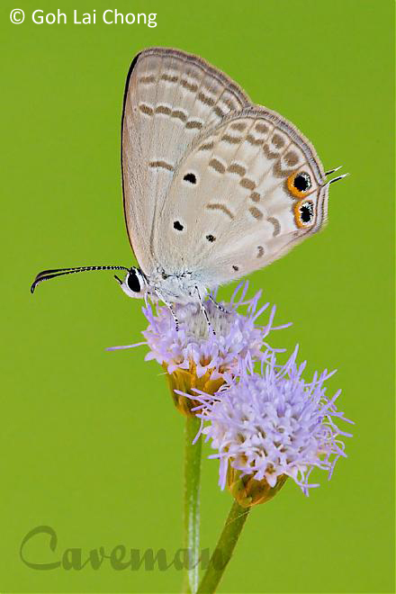 ButterflyCircle Checklist