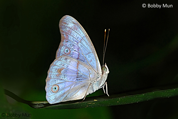 ButterflyCircle Checklist