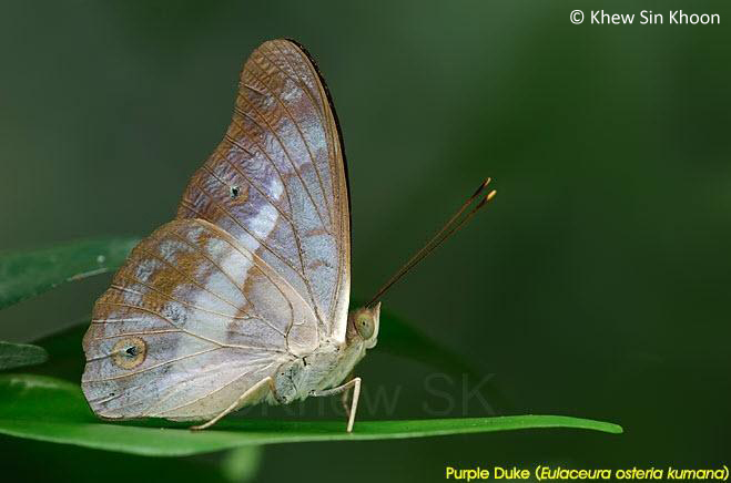 ButterflyCircle Checklist