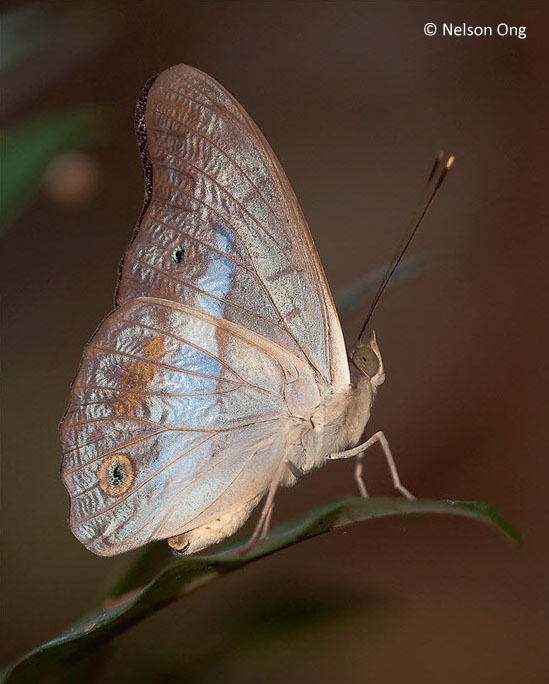 ButterflyCircle Checklist