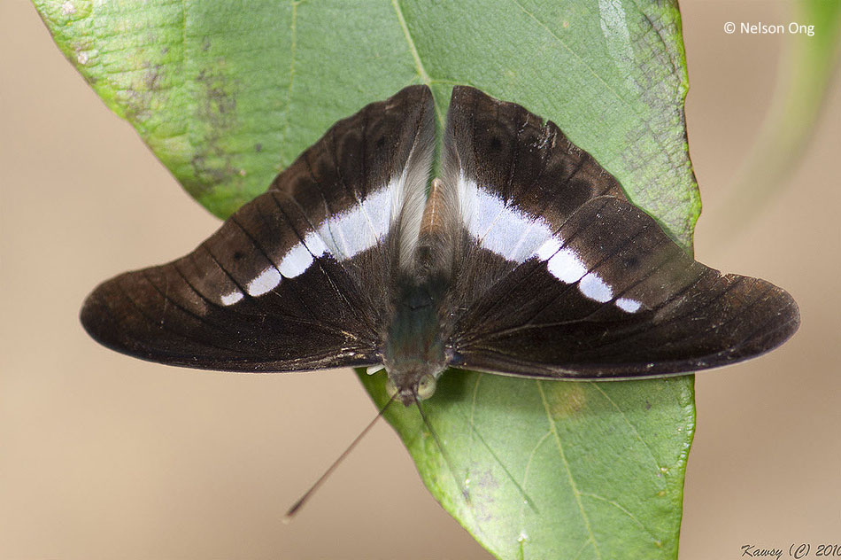 ButterflyCircle Checklist