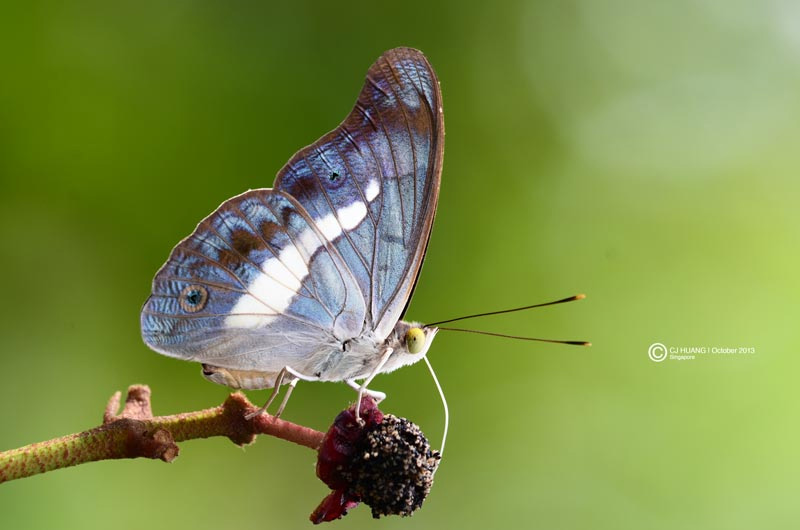 ButterflyCircle Checklist