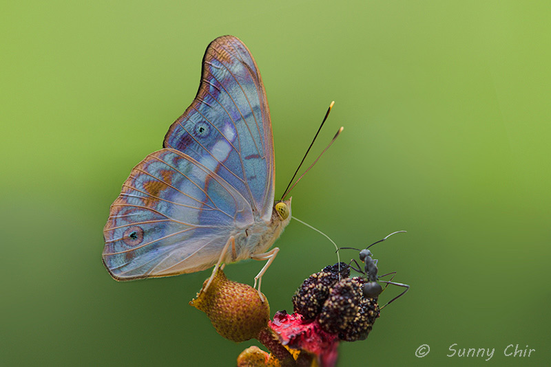 ButterflyCircle Checklist