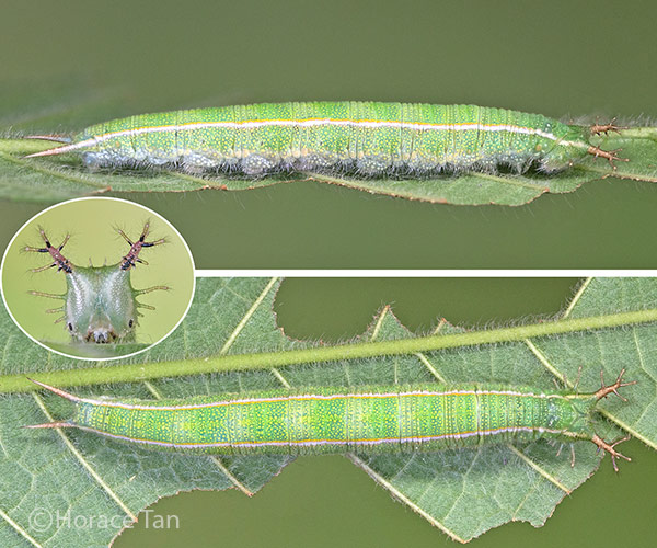 ButterflyCircle Checklist