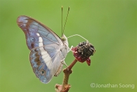 ButterflyCircle Checklist