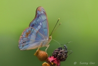 ButterflyCircle Checklist