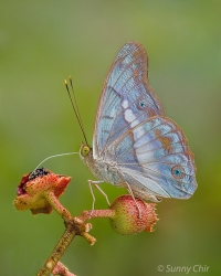 ButterflyCircle Checklist