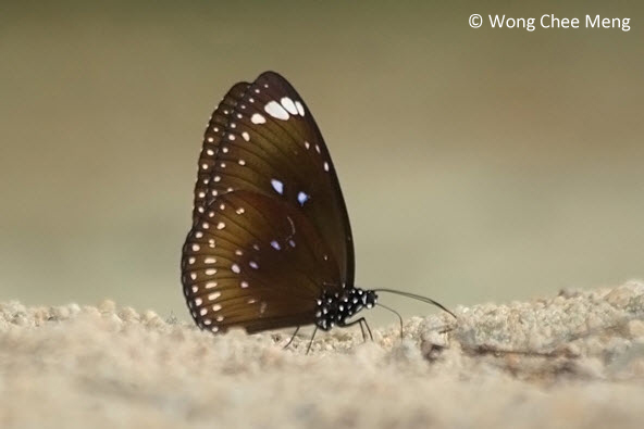 ButterflyCircle Checklist