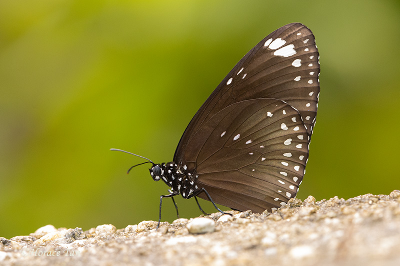 ButterflyCircle Checklist