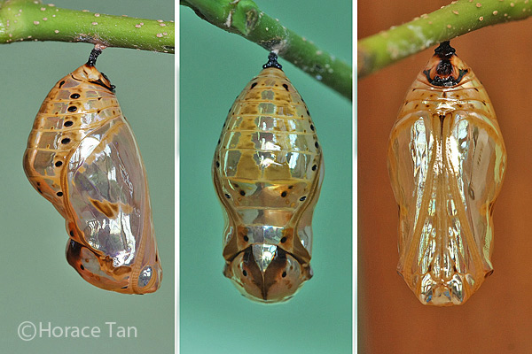 ButterflyCircle Checklist