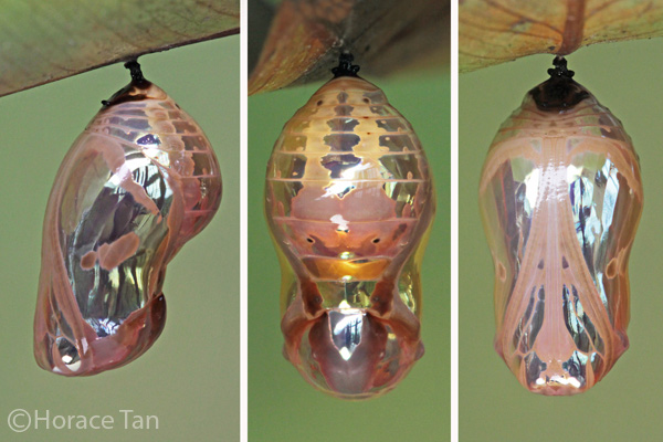 ButterflyCircle Checklist