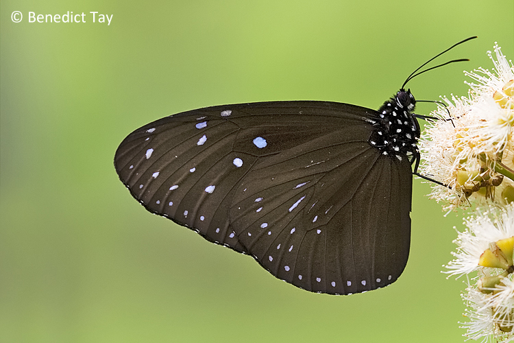 ButterflyCircle Checklist