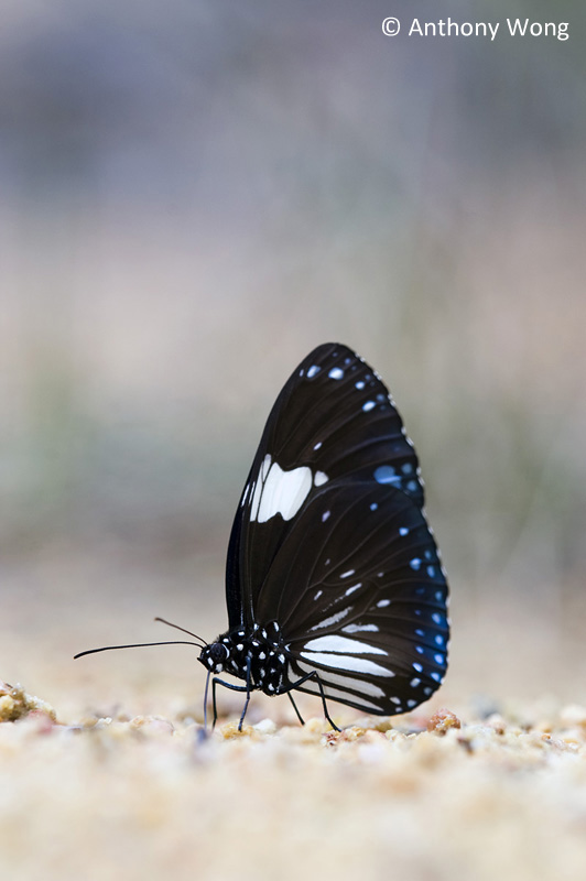 ButterflyCircle Checklist