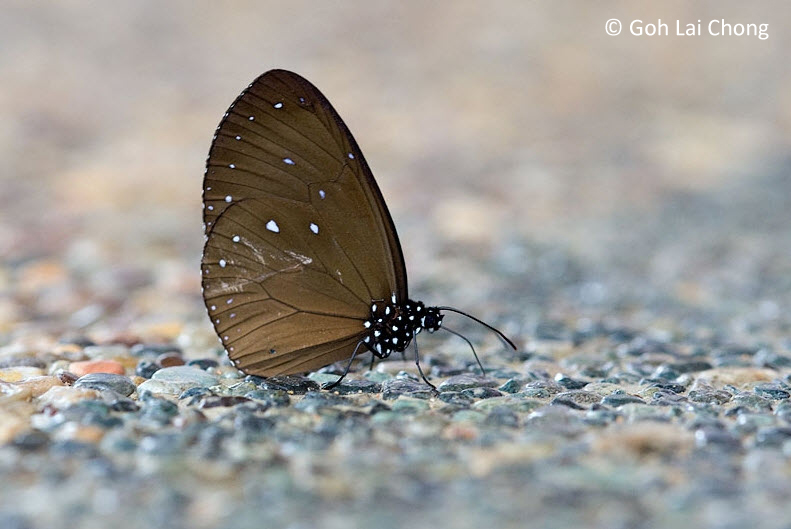 ButterflyCircle Checklist